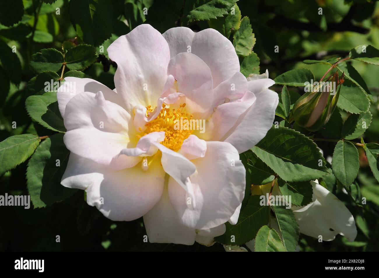 Copenhagen/ Denmark/22 MAY 2024/Wild roses flowers plants in danish ...