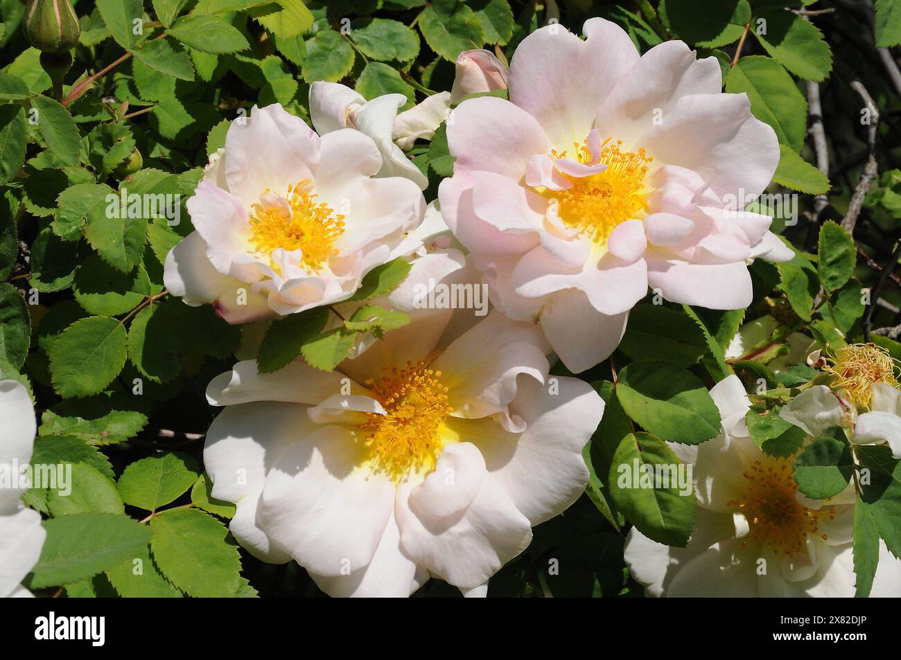 Copenhagen/ Denmark/22 MAY 2024/Wild roses flowers plants in danish ...
