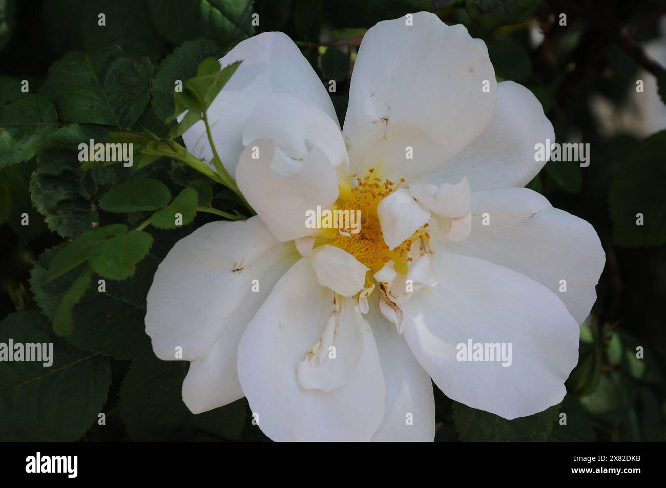 Copenhagen/ Denmark/22 MAY 2024/Wild roses flowers plants in danish ...