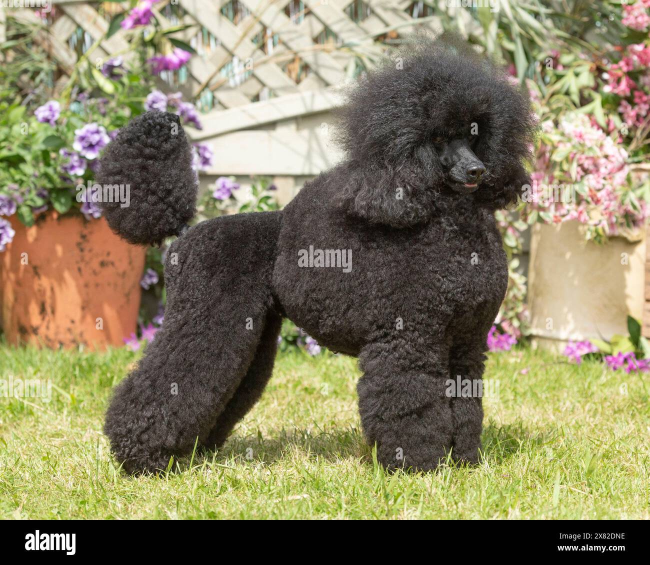Poodle toy poodle breed hi-res stock photography and images - Alamy