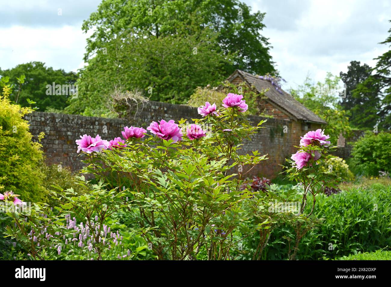 pink spring flowers of double Tree peony National Trust property Croft ...