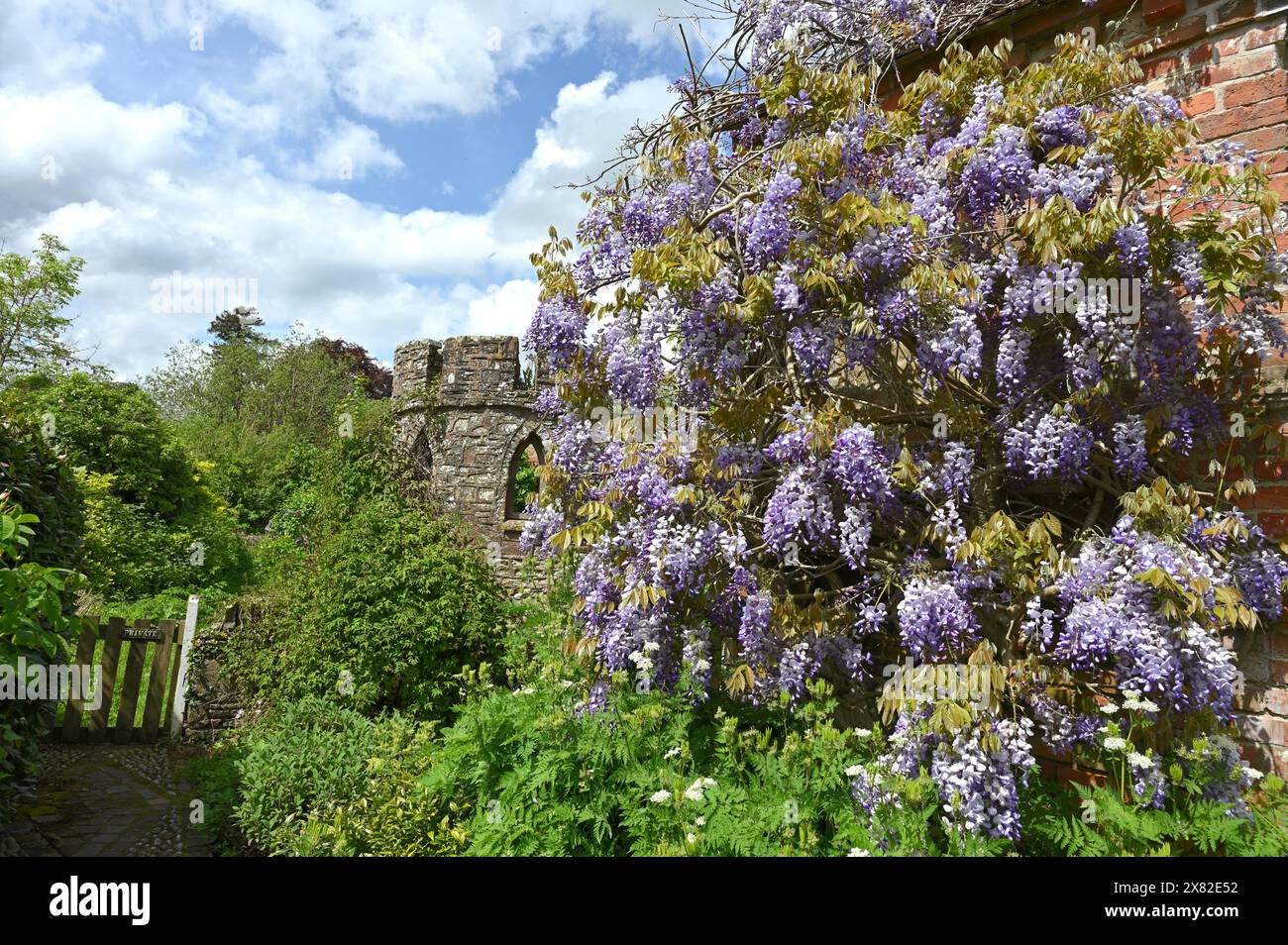 Wisteria covered outbuilding at National Trust property Croft Castle ...