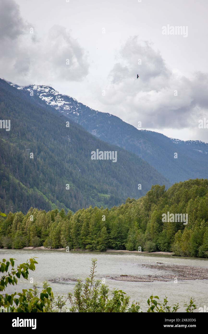 Brackendale Eagle Run is one of the best eagle viewing places in the ...