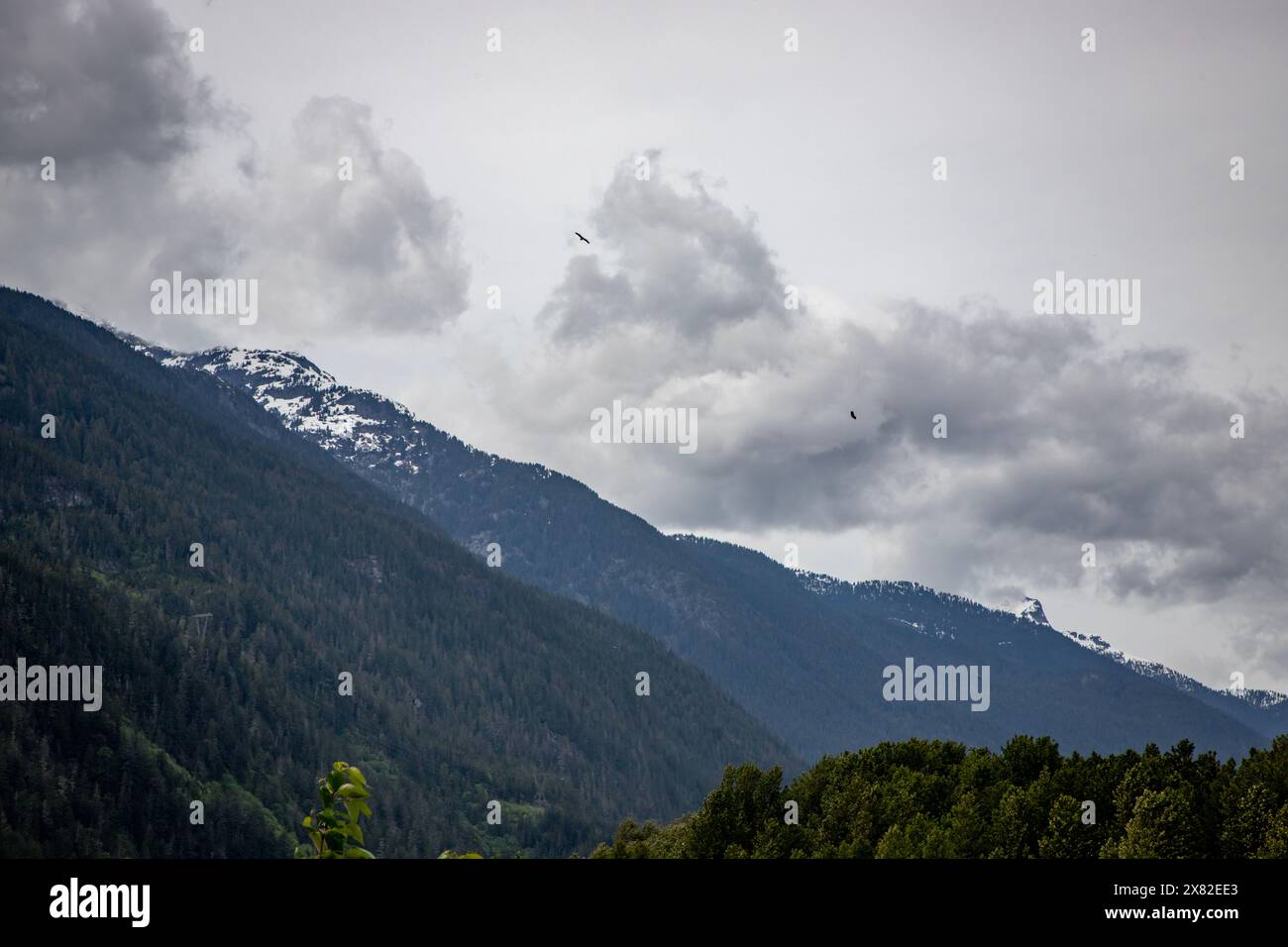 Brackendale Eagle Run is one of the best eagle viewing places in the ...