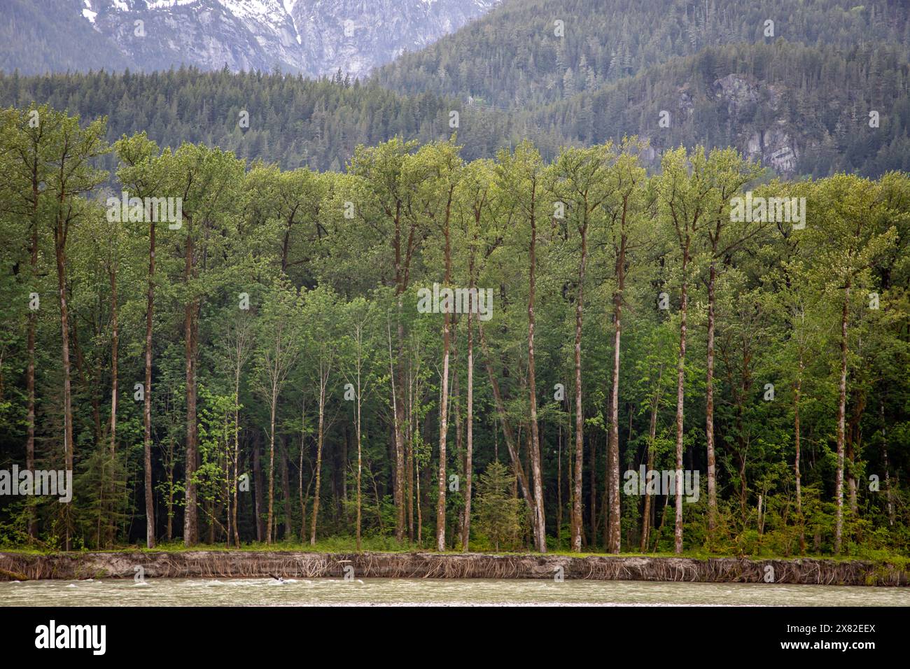 Brackendale Eagle Run is one of the best eagle viewing places in the ...