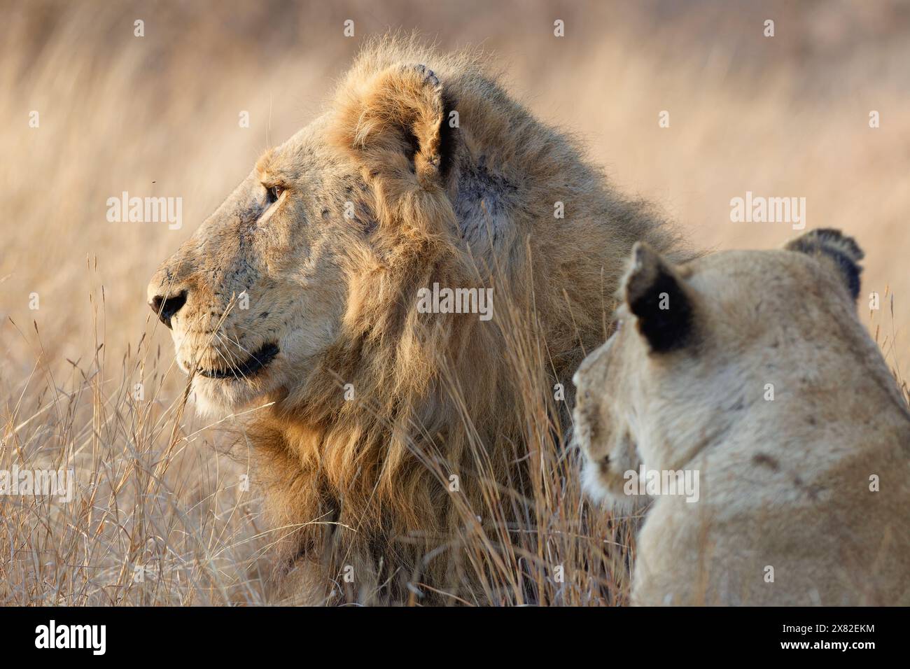 African lions (Panthera leo melanochaita), two adults, male and female ...