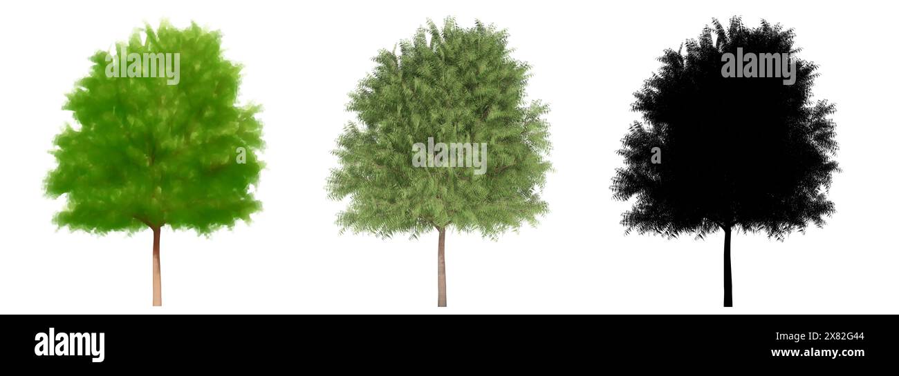 Set or collection of Australian Willow trees, painted, natural and as a ...