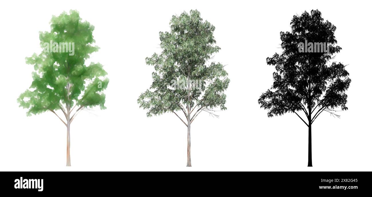 Set or collection of Blue Gum trees, painted, natural and as a black ...