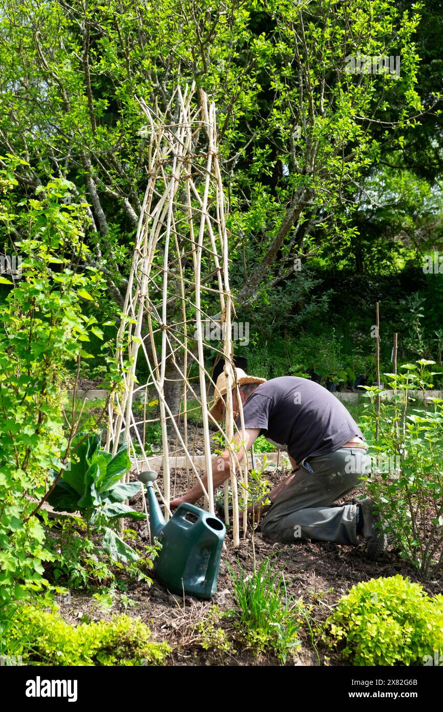 Man straw hat planting growing climbing French beans in spring garden ...