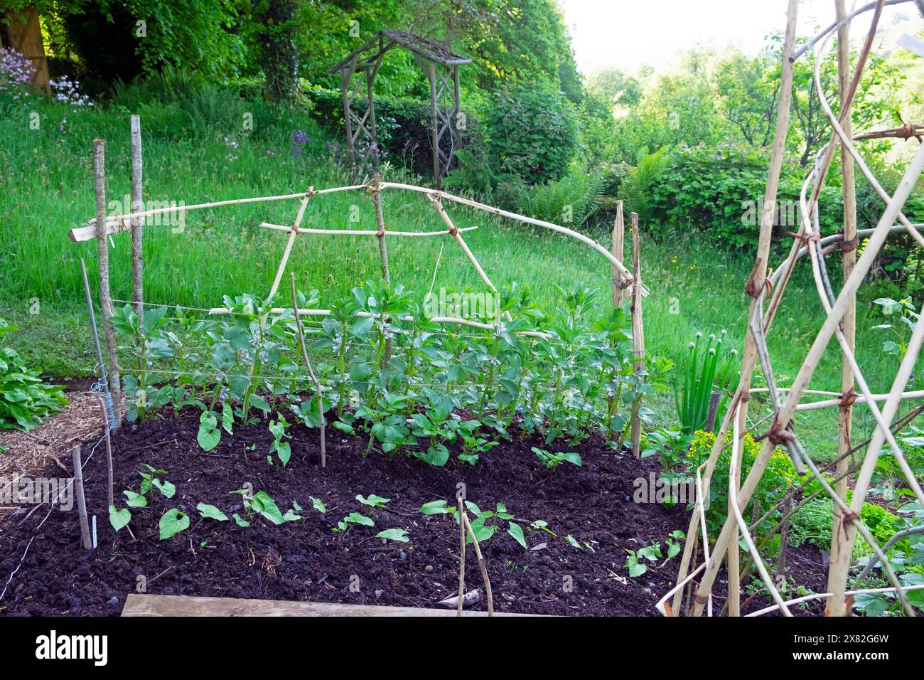 Stripped willow sticks stick structure support frame for growing broad ...