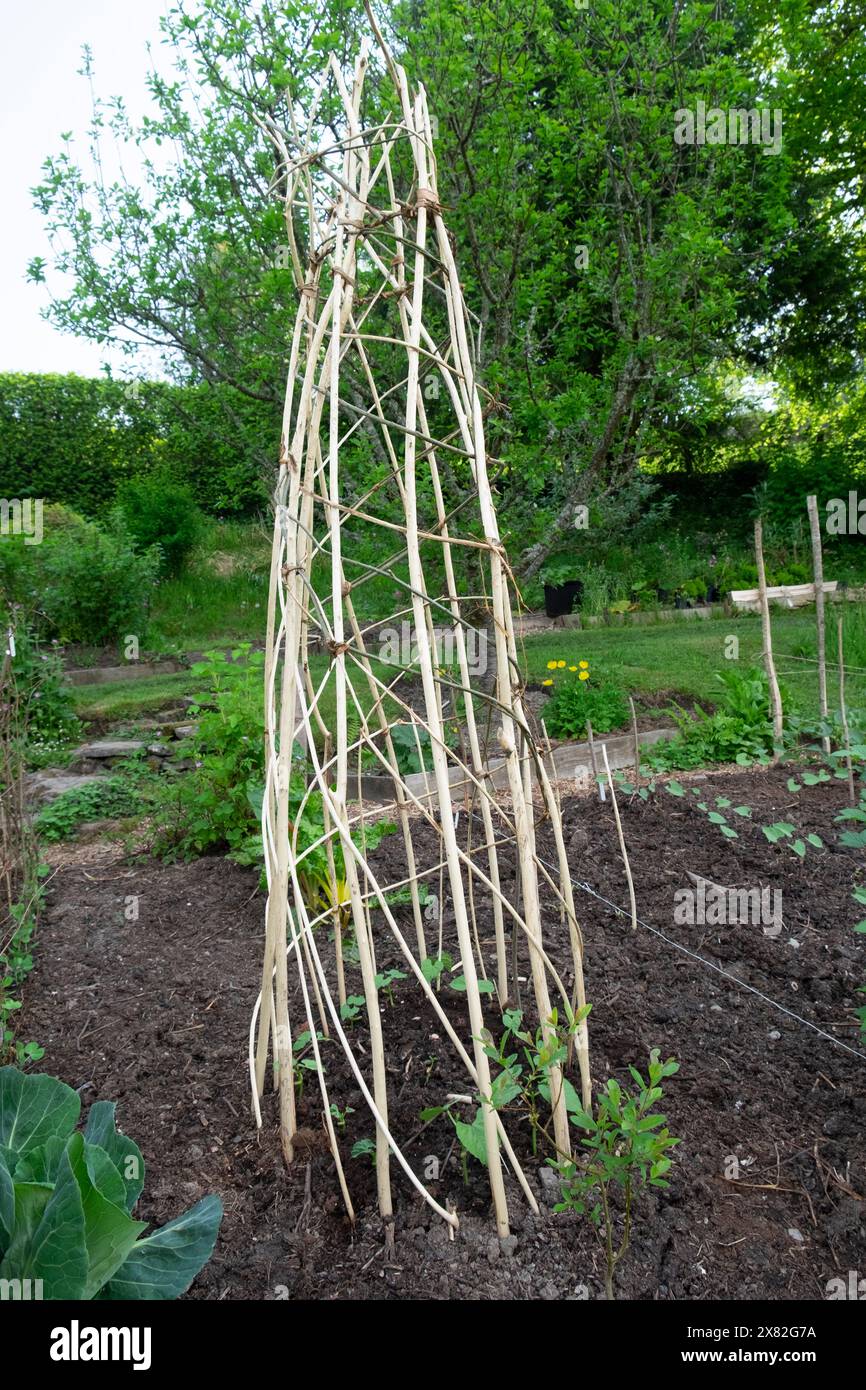 Willow stick support frame for growing climbing plants runner beans and ...