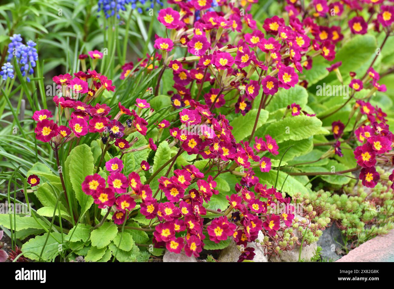 Primula vulgaris - early spring flower, primrose Stock Photo - Alamy