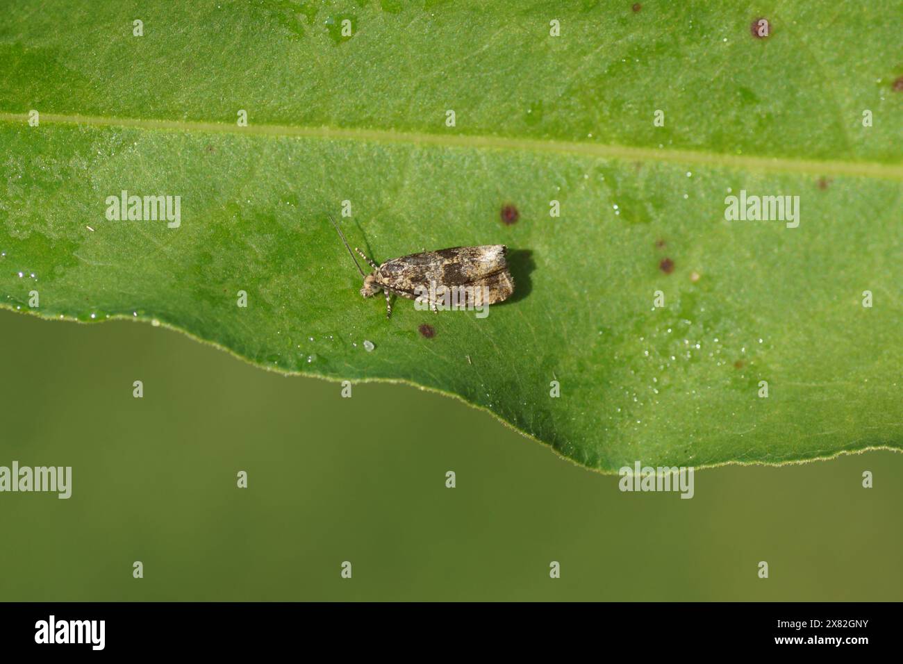 Close up Common marble, Dark Strawberry Tortrix (Celypha lacunana ...