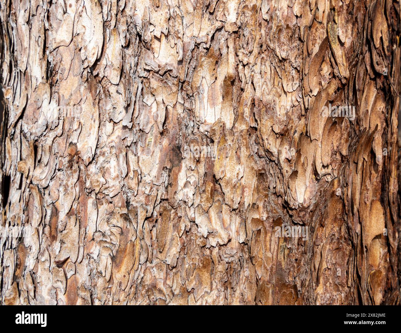 Maritime Pine, Pinus pinaster trunk symbol. Texture made of maritime ...