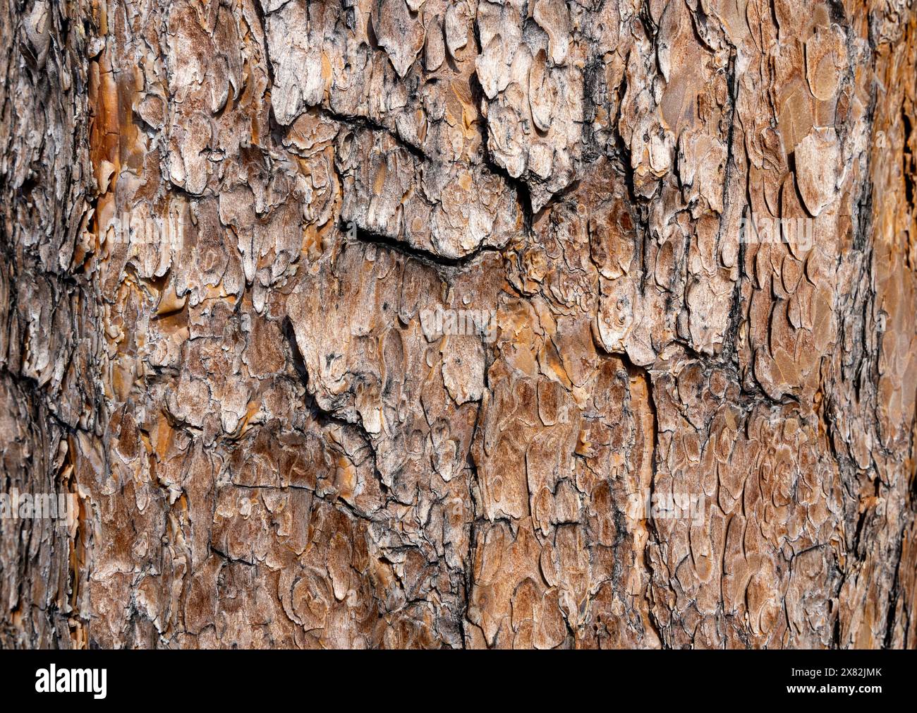 Maritime Pine, Pinus pinaster trunk symbol. Texture made of maritime ...