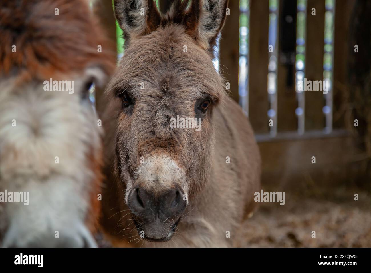 DONKEY ON A FARM Stock Photo - Alamy