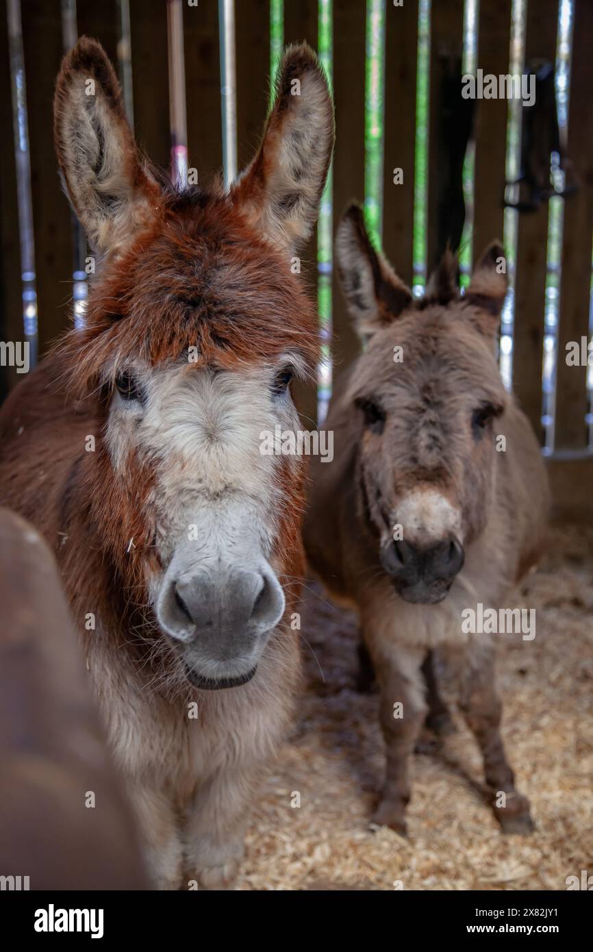 DONKEY ON A FARM Stock Photo - Alamy
