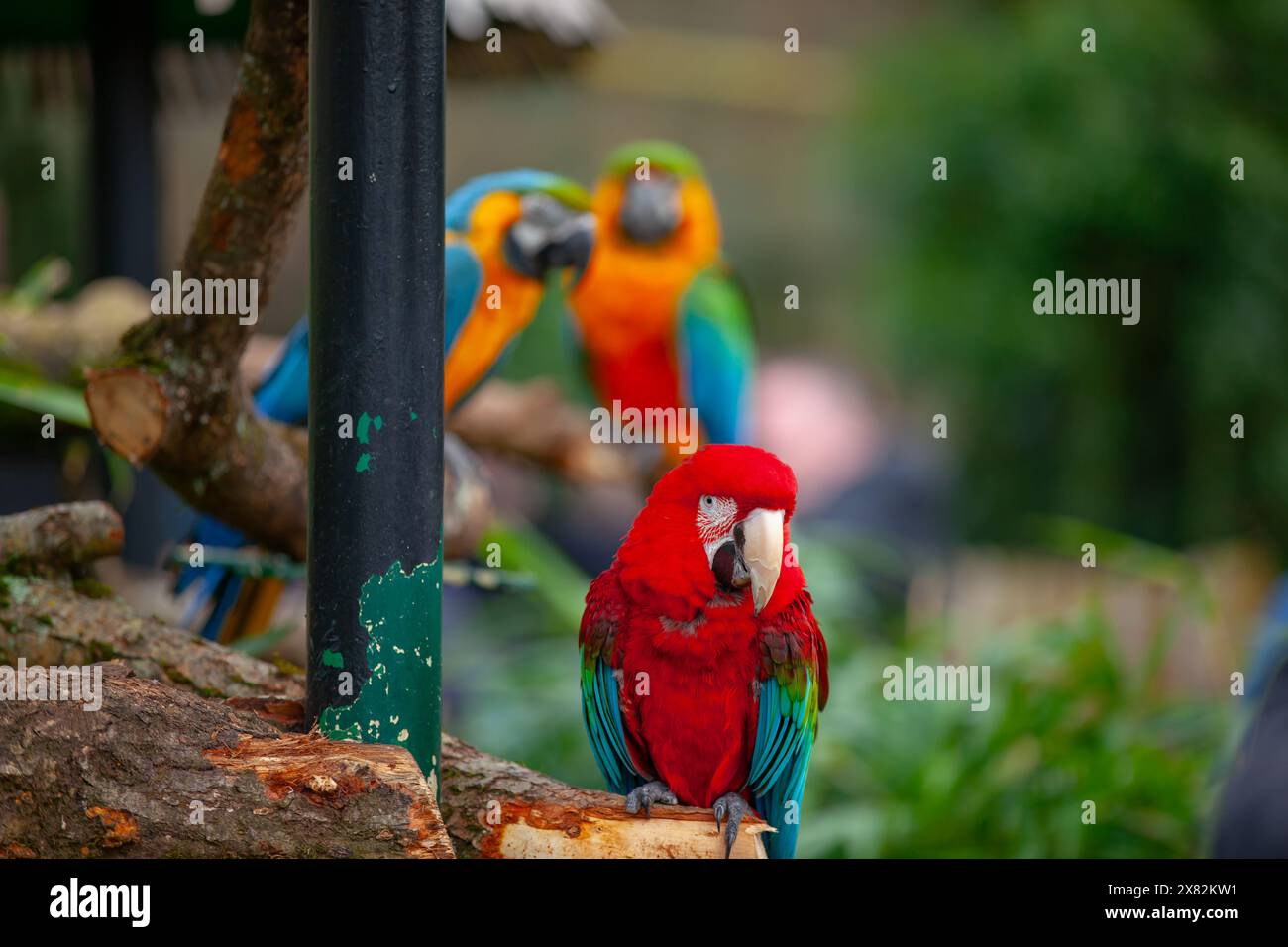 African macaw hi-res stock photography and images - Alamy