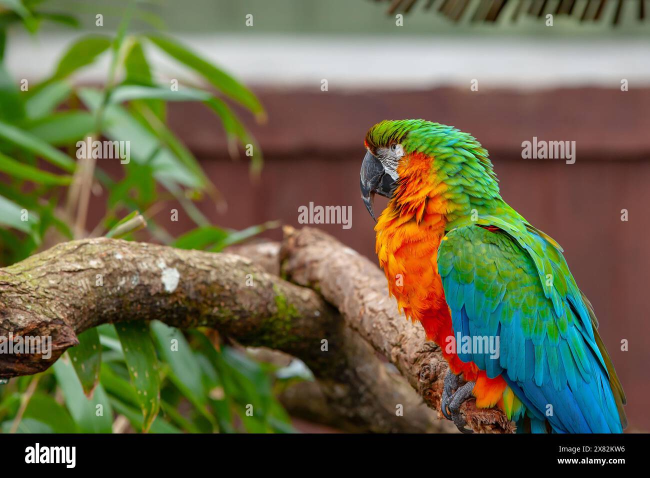 A beautiful Macaw in a zoo Stock Photo - Alamy