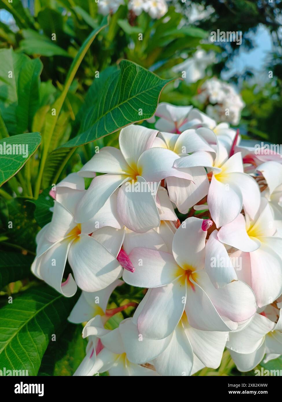 White frangipani flowers on a tree branch. Exotic nature of Asia ...