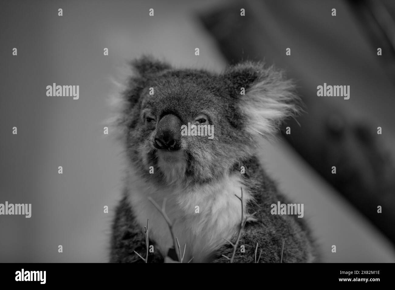 grumpy looking koala Stock Photo - Alamy