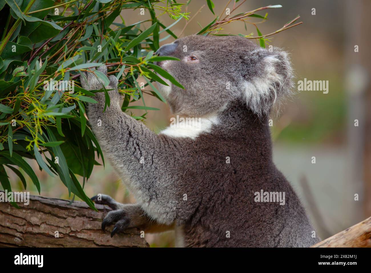 grumpy looking koala Stock Photo - Alamy
