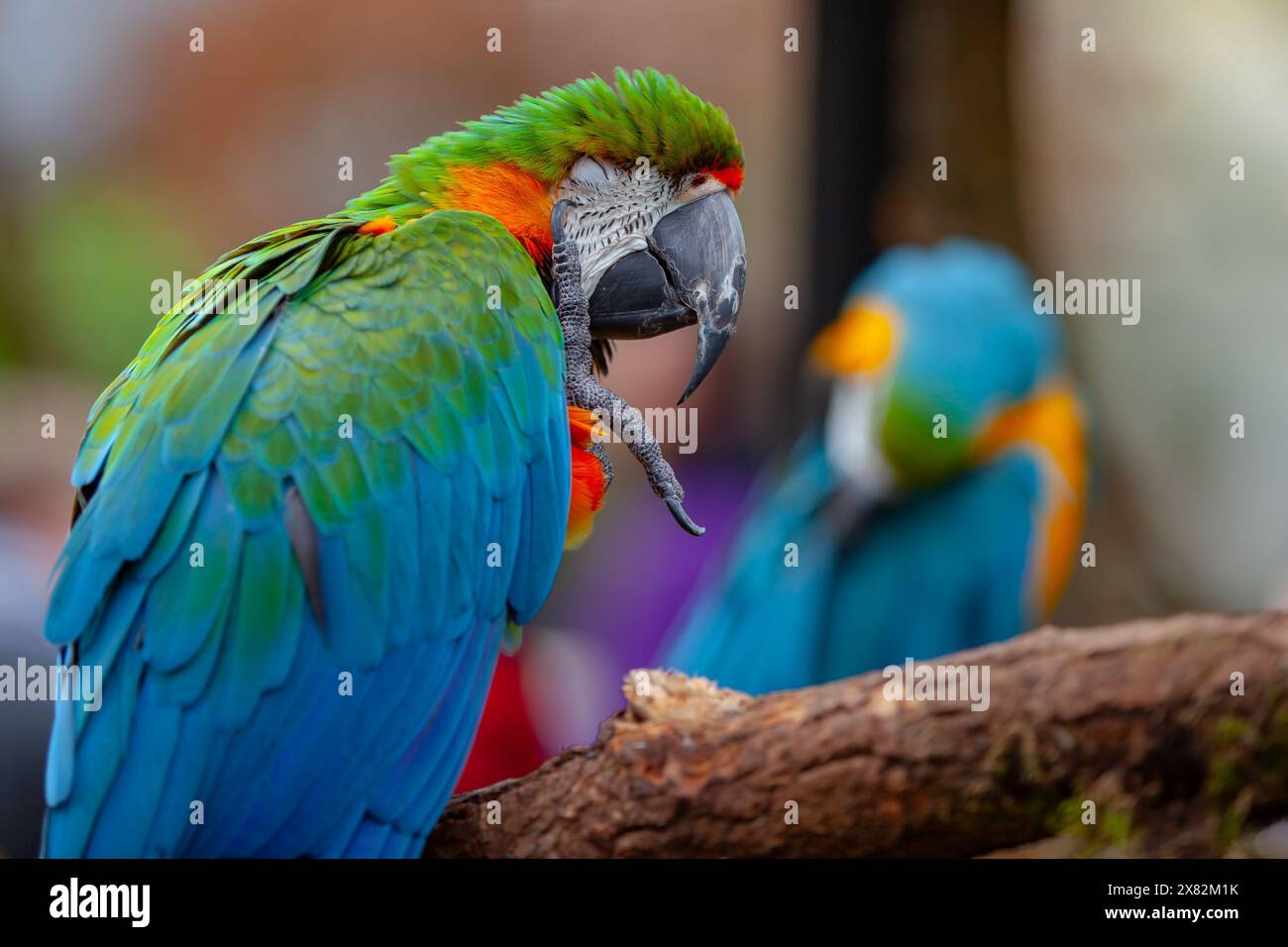 A beautiful Macaw in a zoo Stock Photo - Alamy