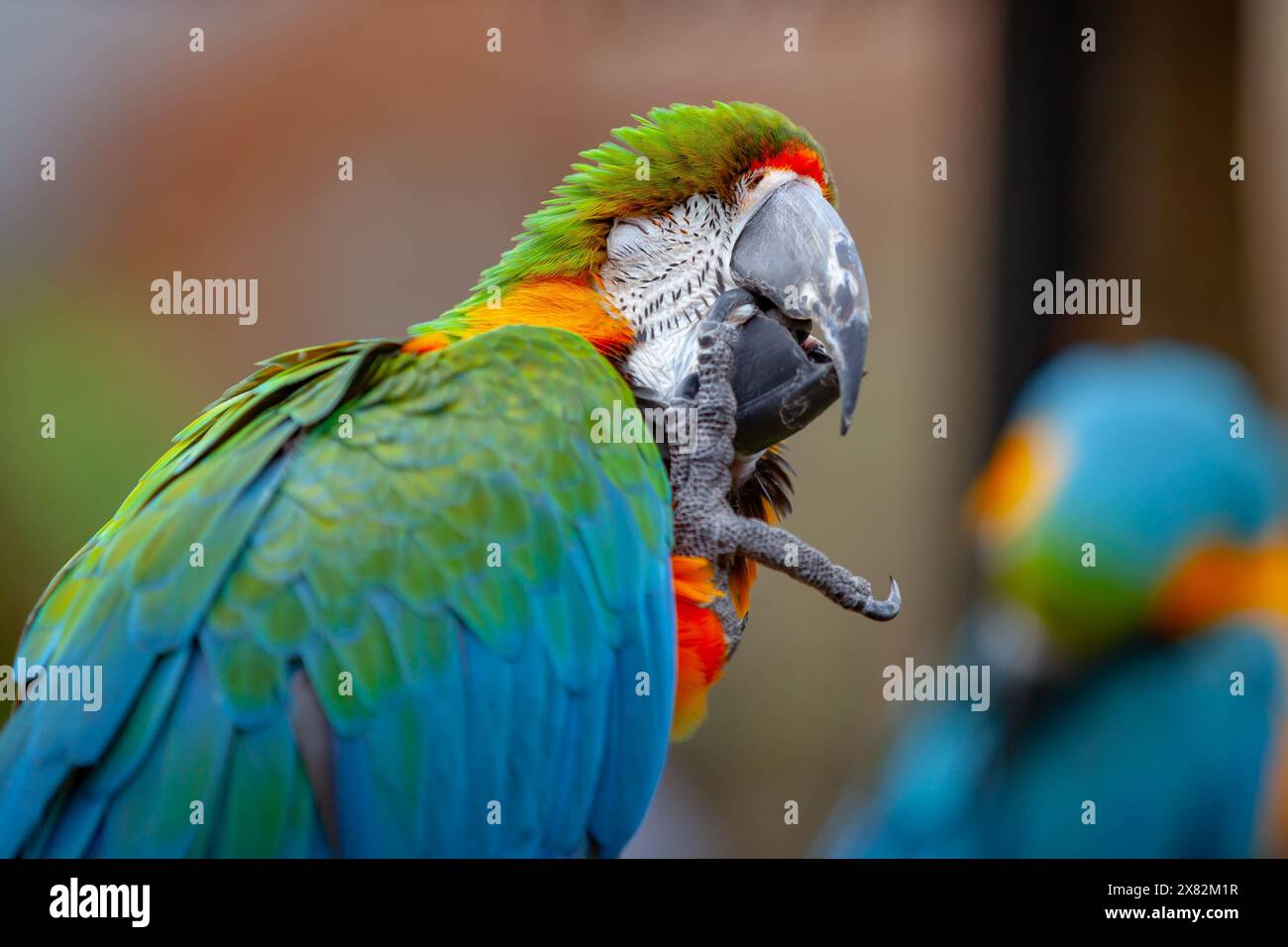 A beautiful Macaw in a zoo Stock Photo - Alamy