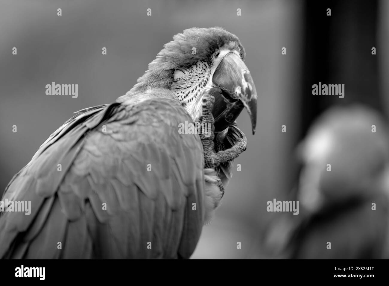 Rare macaw Black and White Stock Photos & Images - Alamy