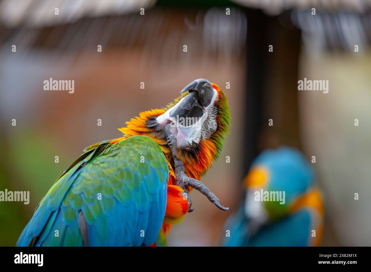 Rare macaw bird hi-res stock photography and images - Alamy