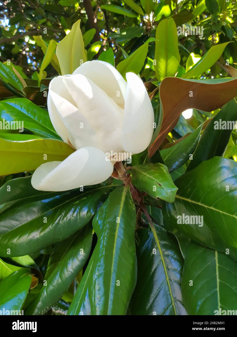 Vertical photo a large creamy-white southern magnolia flower is ...