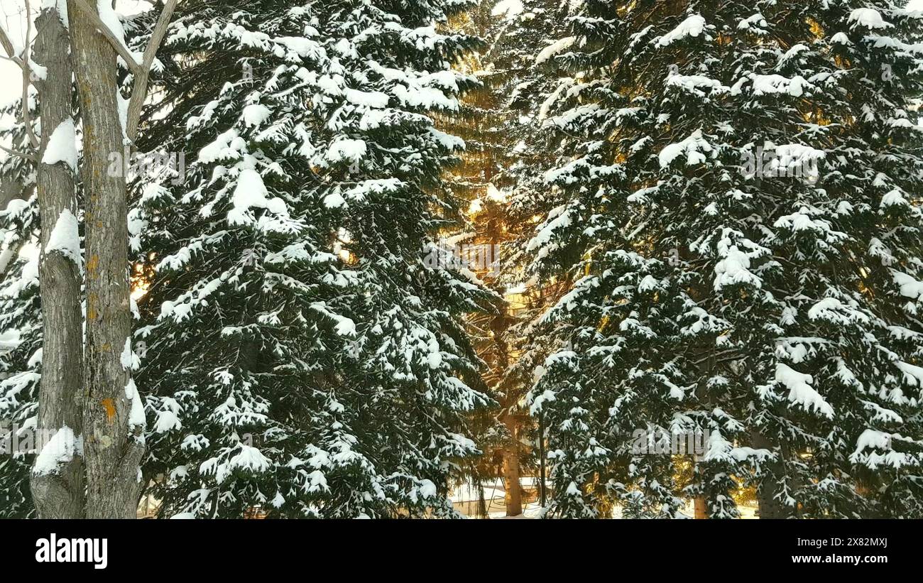 4k, video, Slow camera movement along snow-covered tall fir trees ...