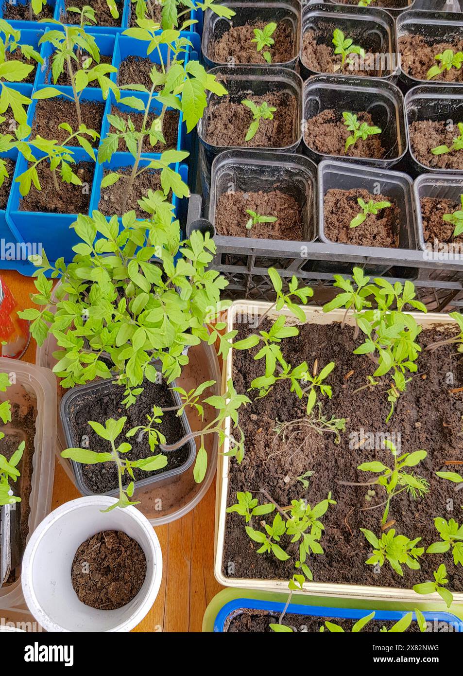 A lot of plastic containers with cells for growing vegetable seedlings ...