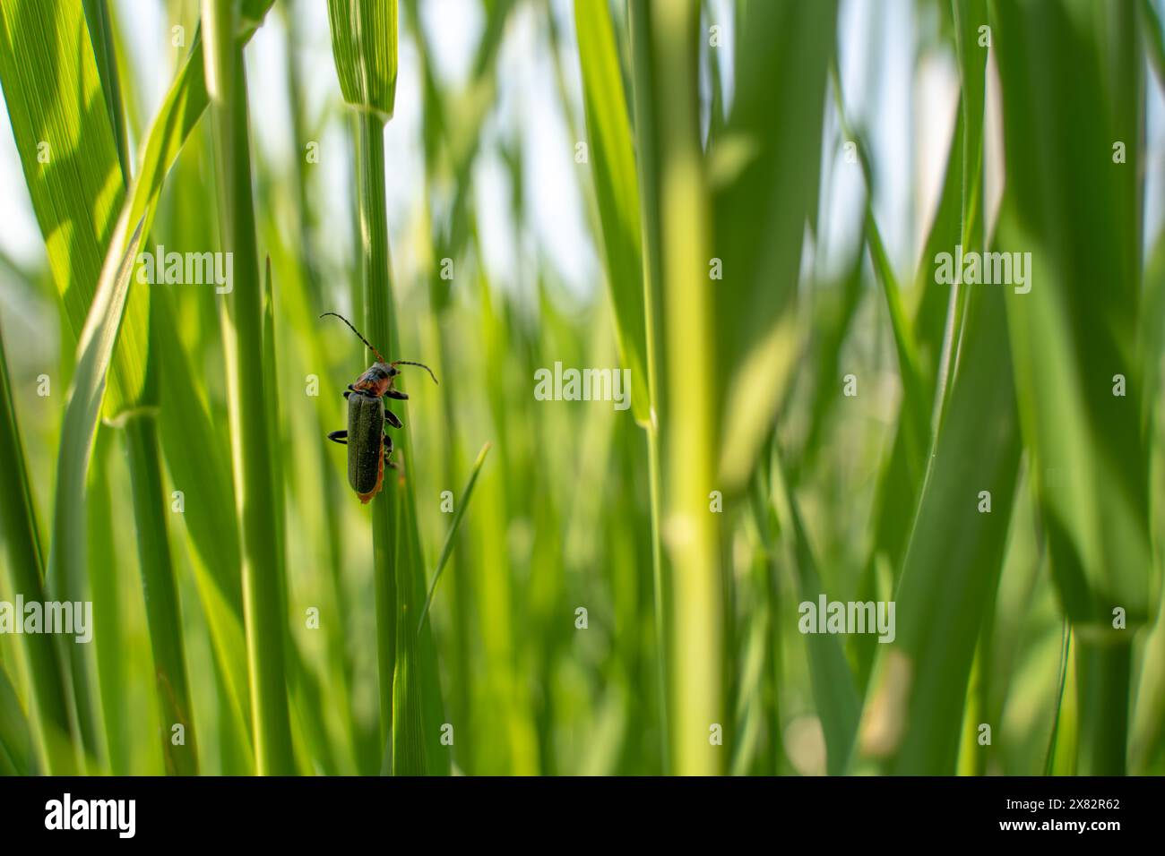 common soft beetle in the grass Stock Photo - Alamy