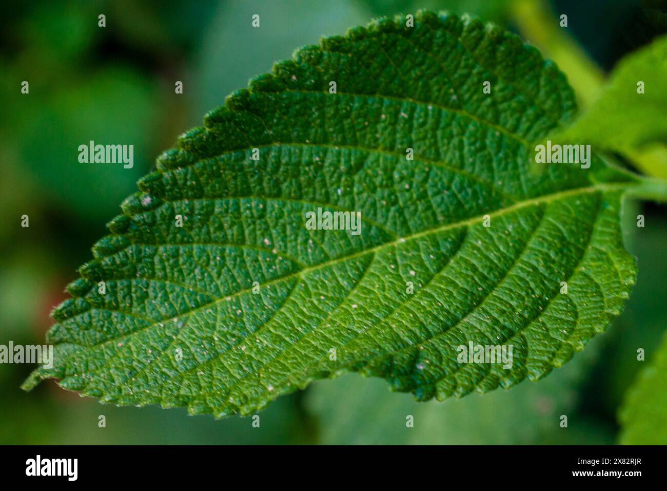 Detailed leaf veins hi-res stock photography and images - Alamy