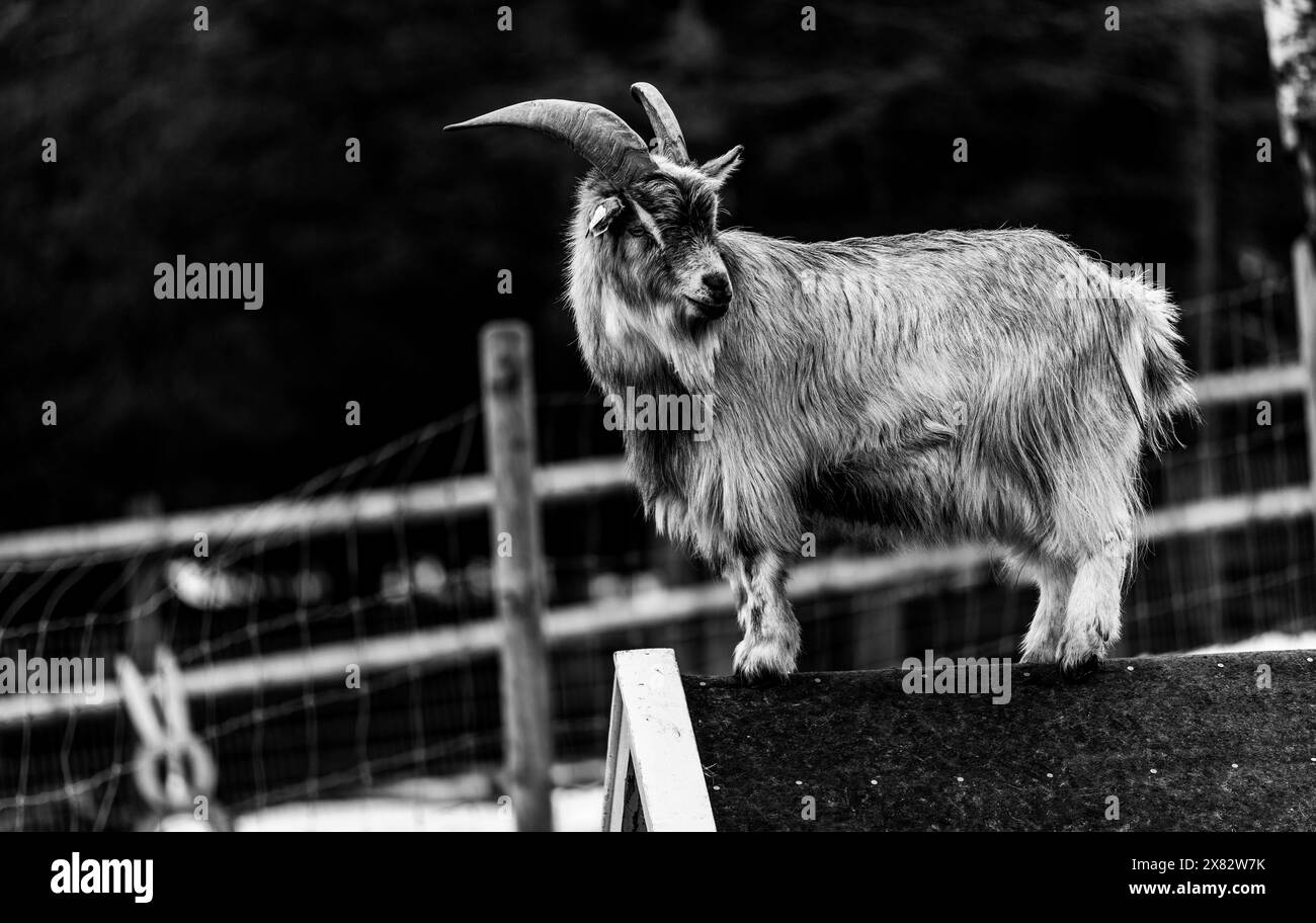 A goat standing on a roof on a Norwegian farm in black and white Stock ...