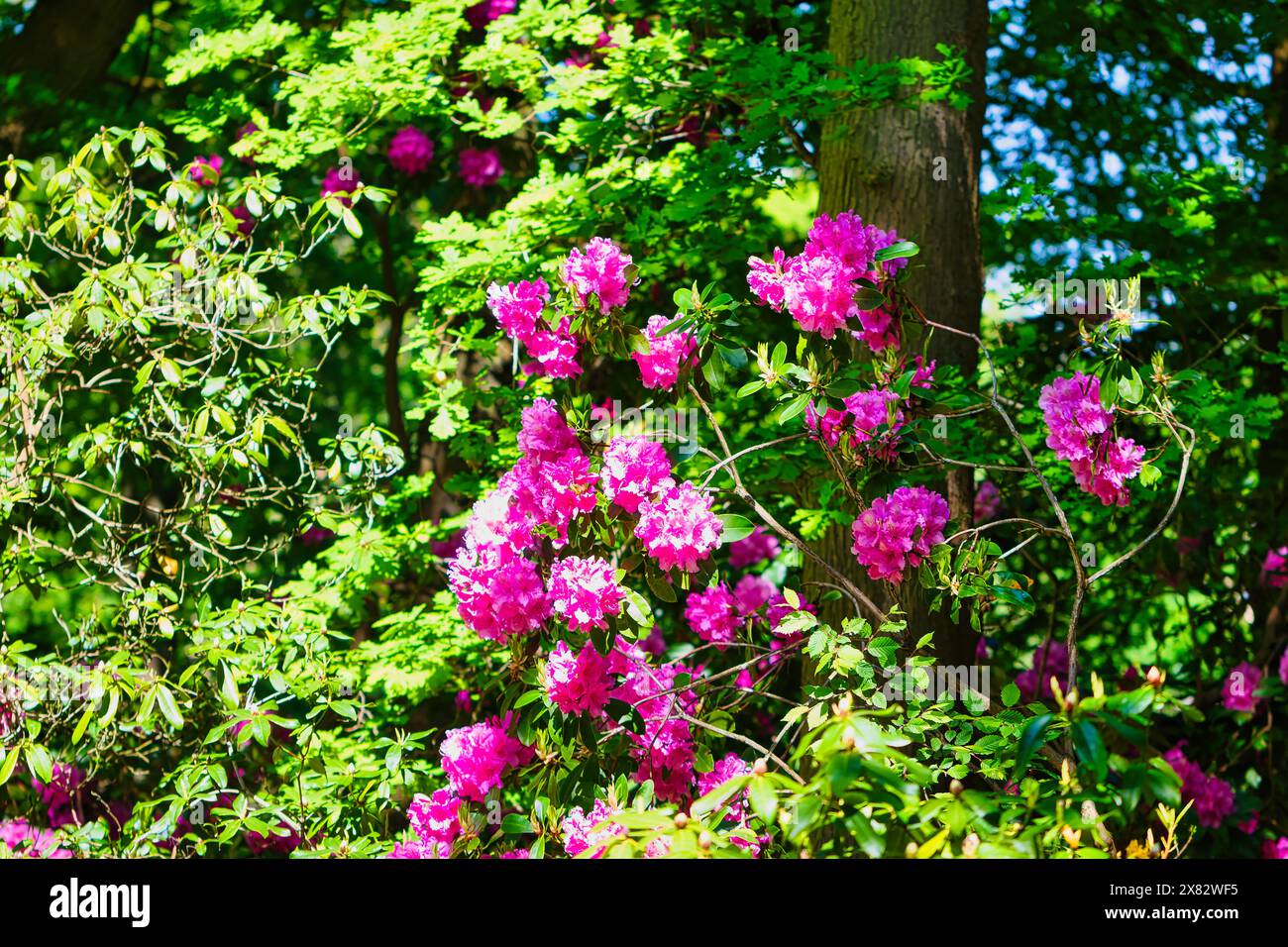 Bright pink rhododendron flowers in full bloom in a lush green forest ...