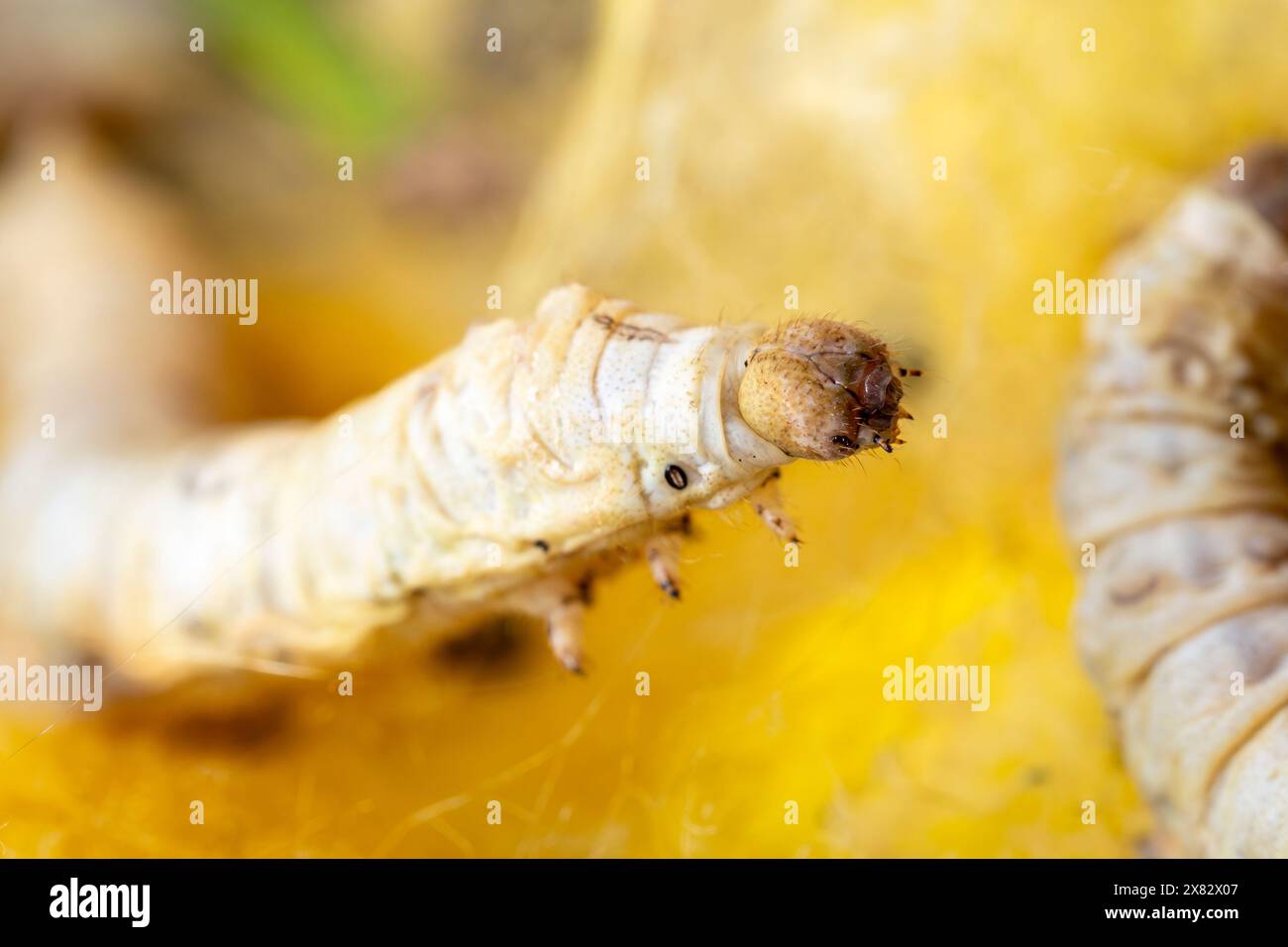 macro close up of a silkworm (Bombyx mori - domestic silk moth Stock ...