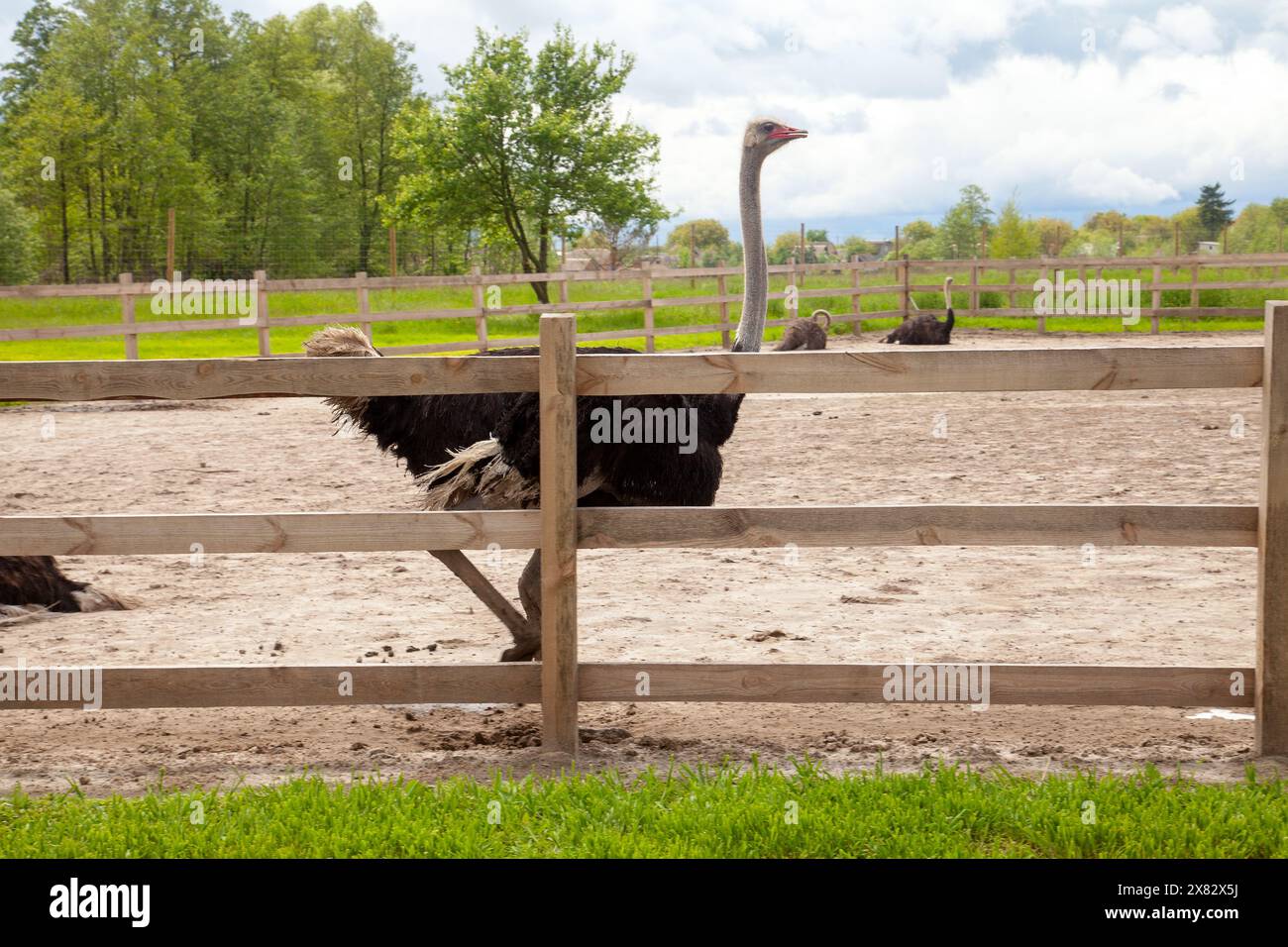 Common Ostrich - Struthio camelus is a species of flightless bird ...