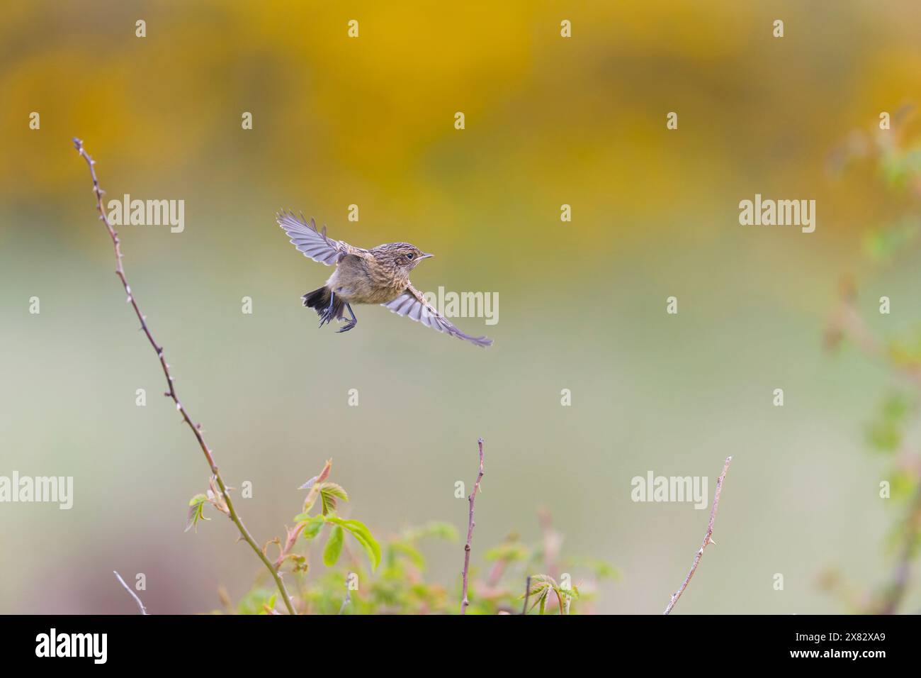 Juvenile stonechat hi-res stock photography and images - Alamy