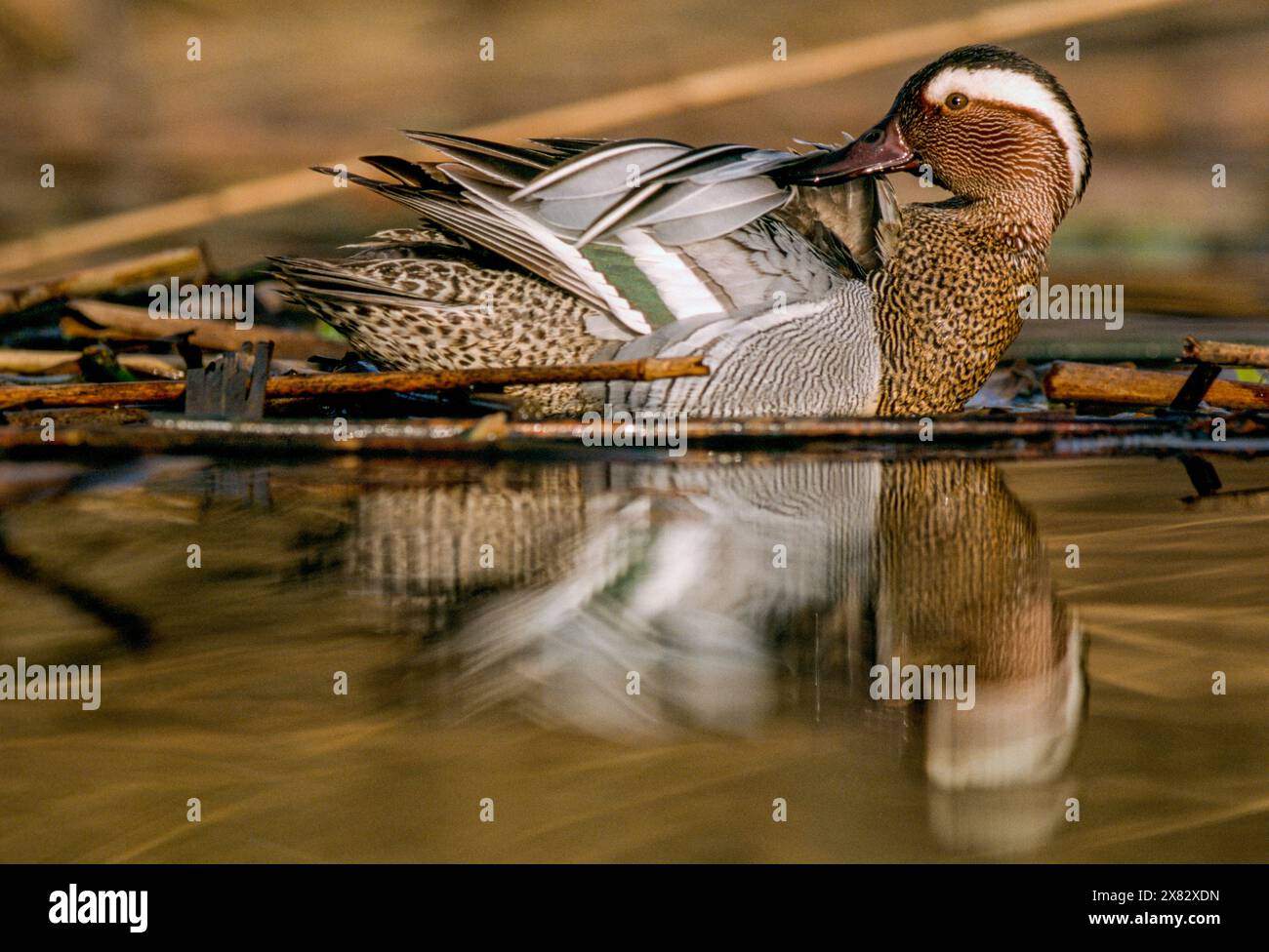 Garganey preening its feathers and its reflection in the pond, Grande ...