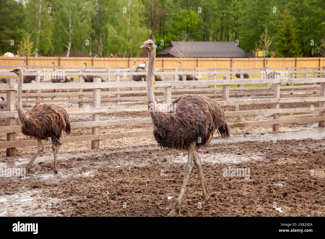 Common Ostrich - Struthio camelus is a species of flightless bird ...