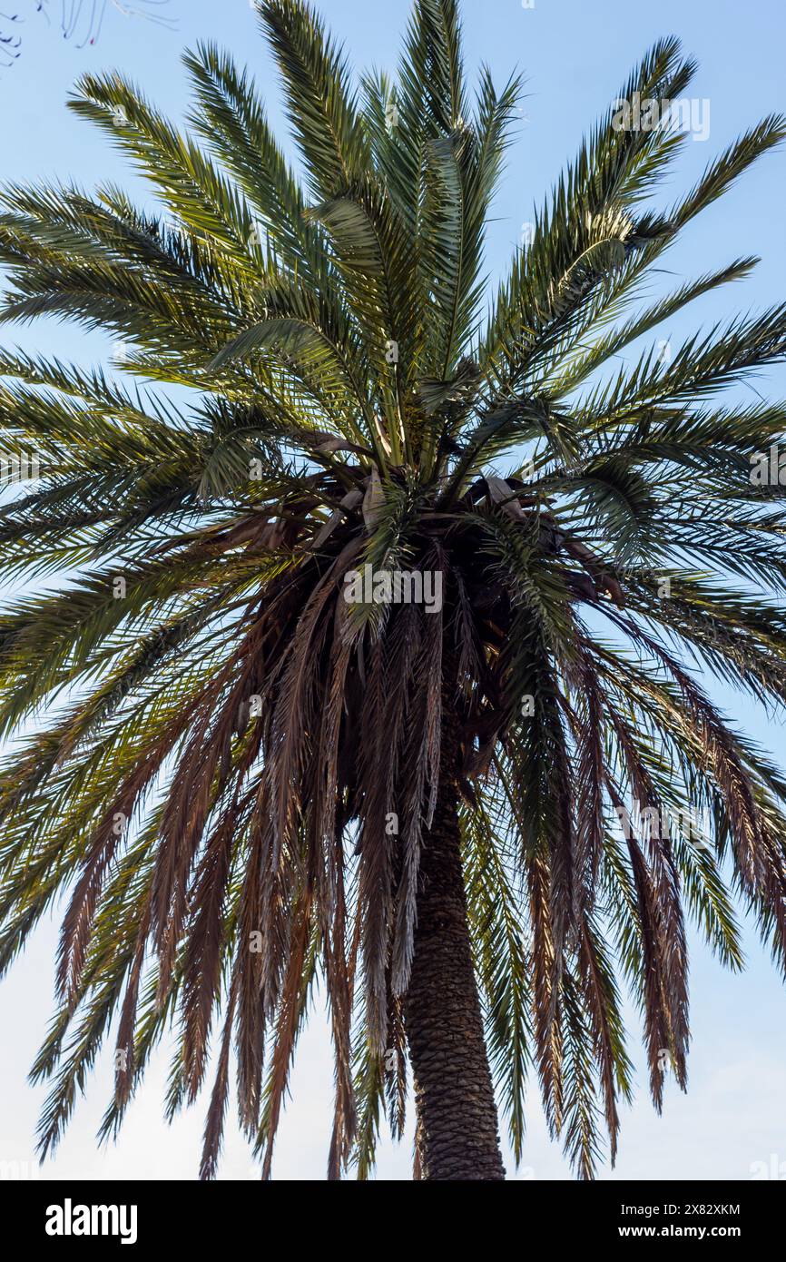 a palm tree against the clear sky background taken at Attard, Malta ...