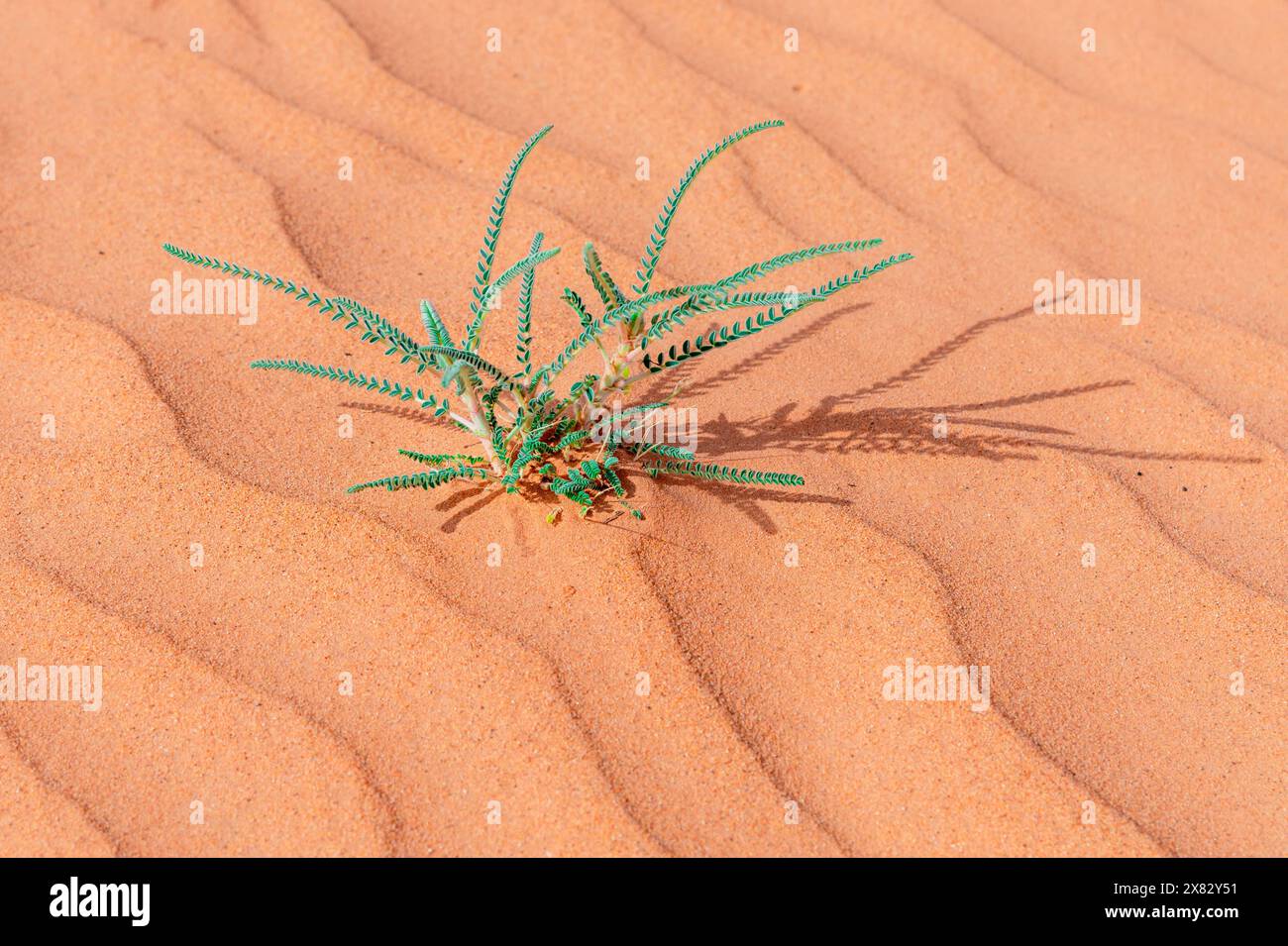 Plants Sahara Desert Africa How Africa Is Fighting The Sahara Desert