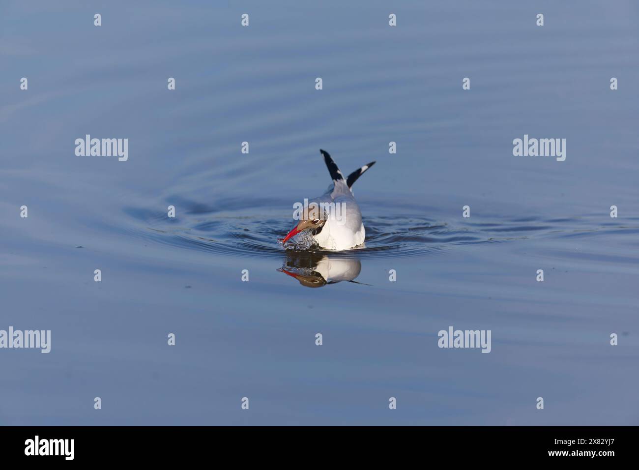 Black-headed gull Larus ridibundus, summer plumage adult swimming with ...