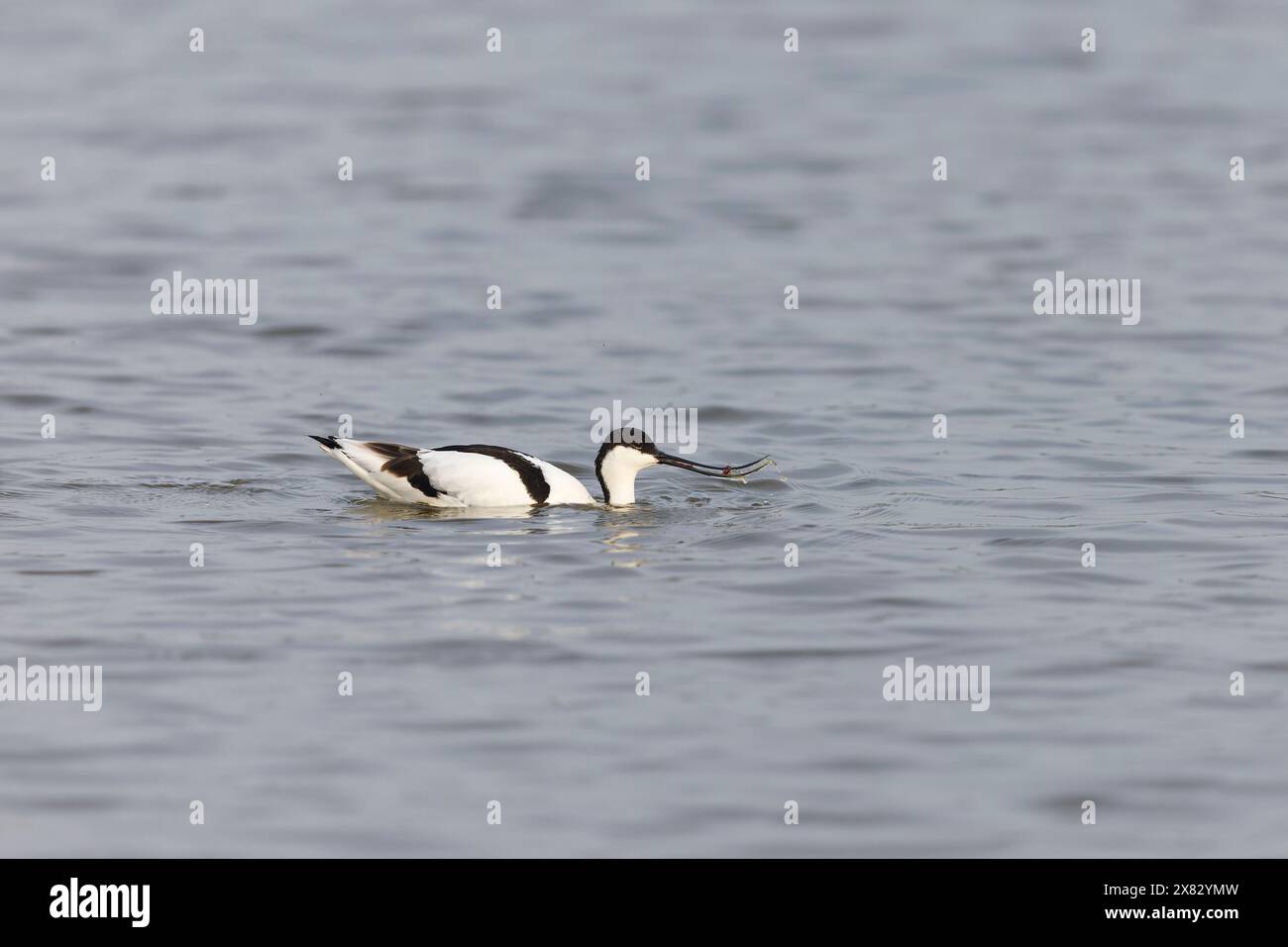 Eurasian avocet Recurvirostra avosetta, adult swimming, feeding on ...