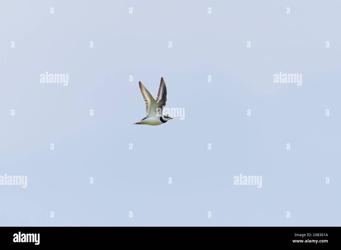 Ringed plover Charadrius hiaticula, breeding plumage adult flying ...