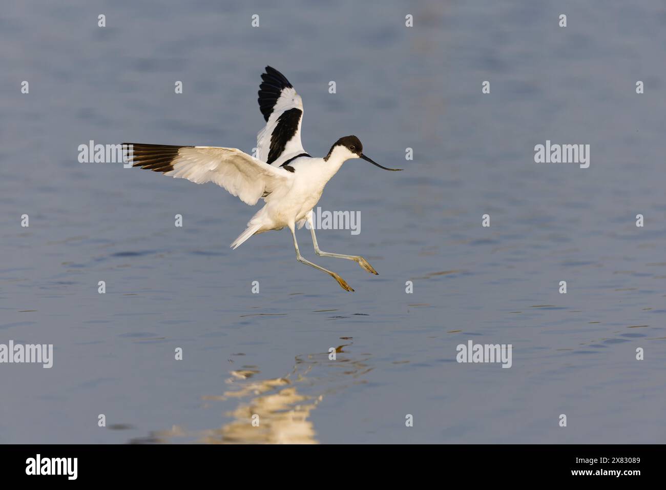 Eurasian avocet Recurvirostra avosetta, adult flying, about to land in ...
