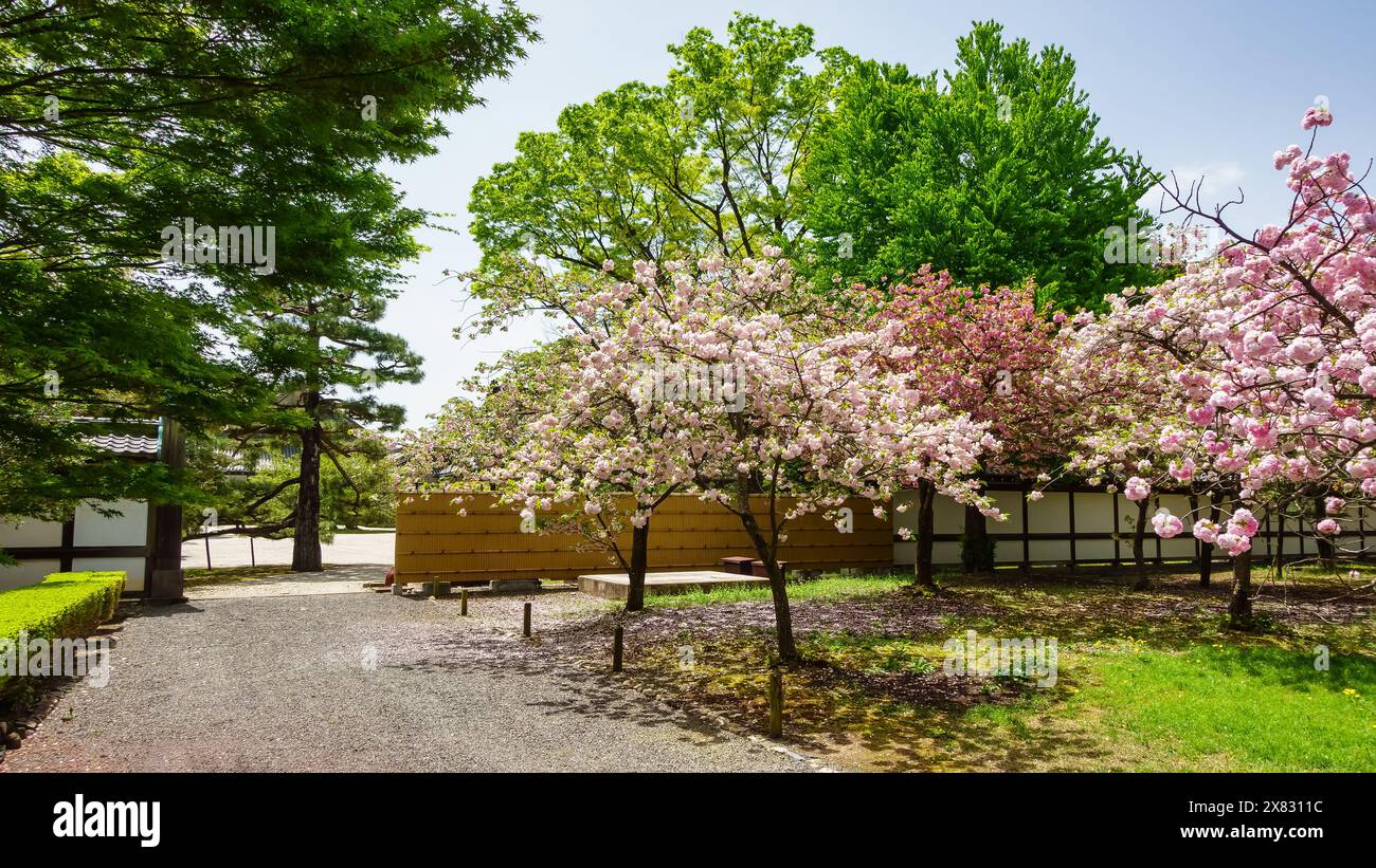 Cherry blossoms with their white blossoms in the Japanese gardens of ...