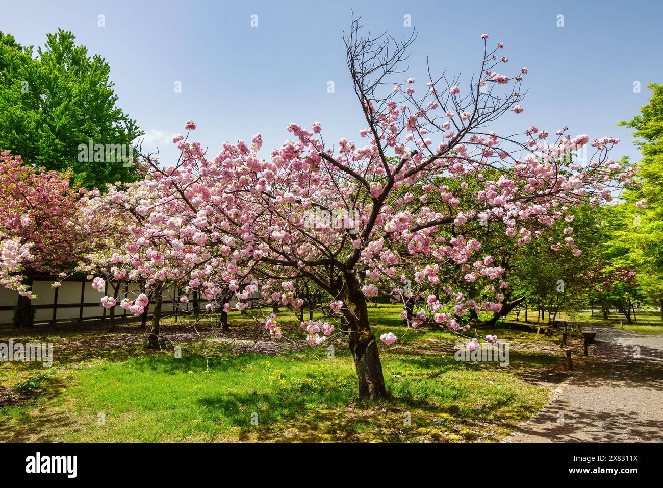 Cherry blossoms with their white blossoms in the Japanese gardens of ...